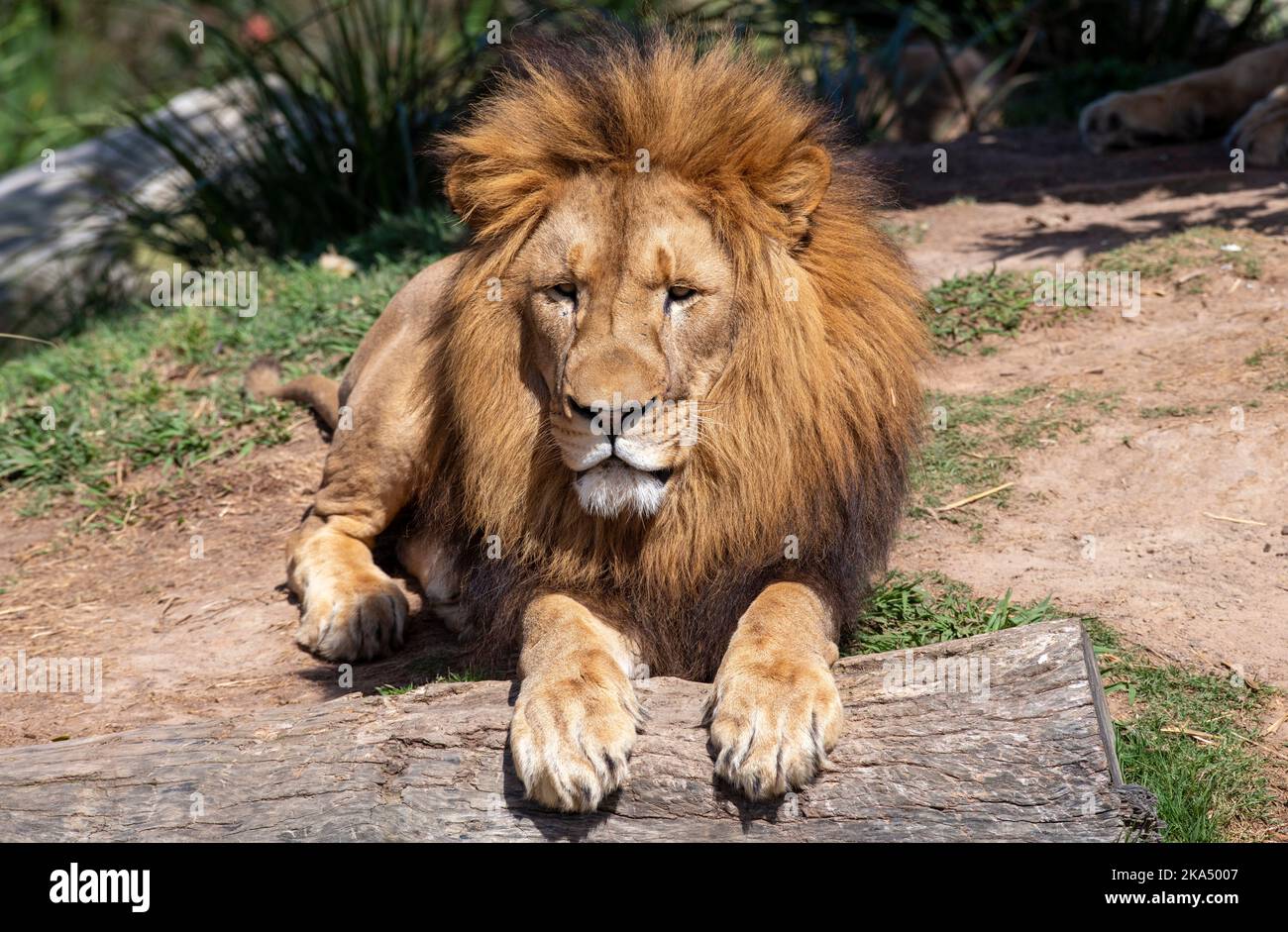 A male African Lion (Panthera Leo) resting at Sydney Zoo in Sydney, NSW ...