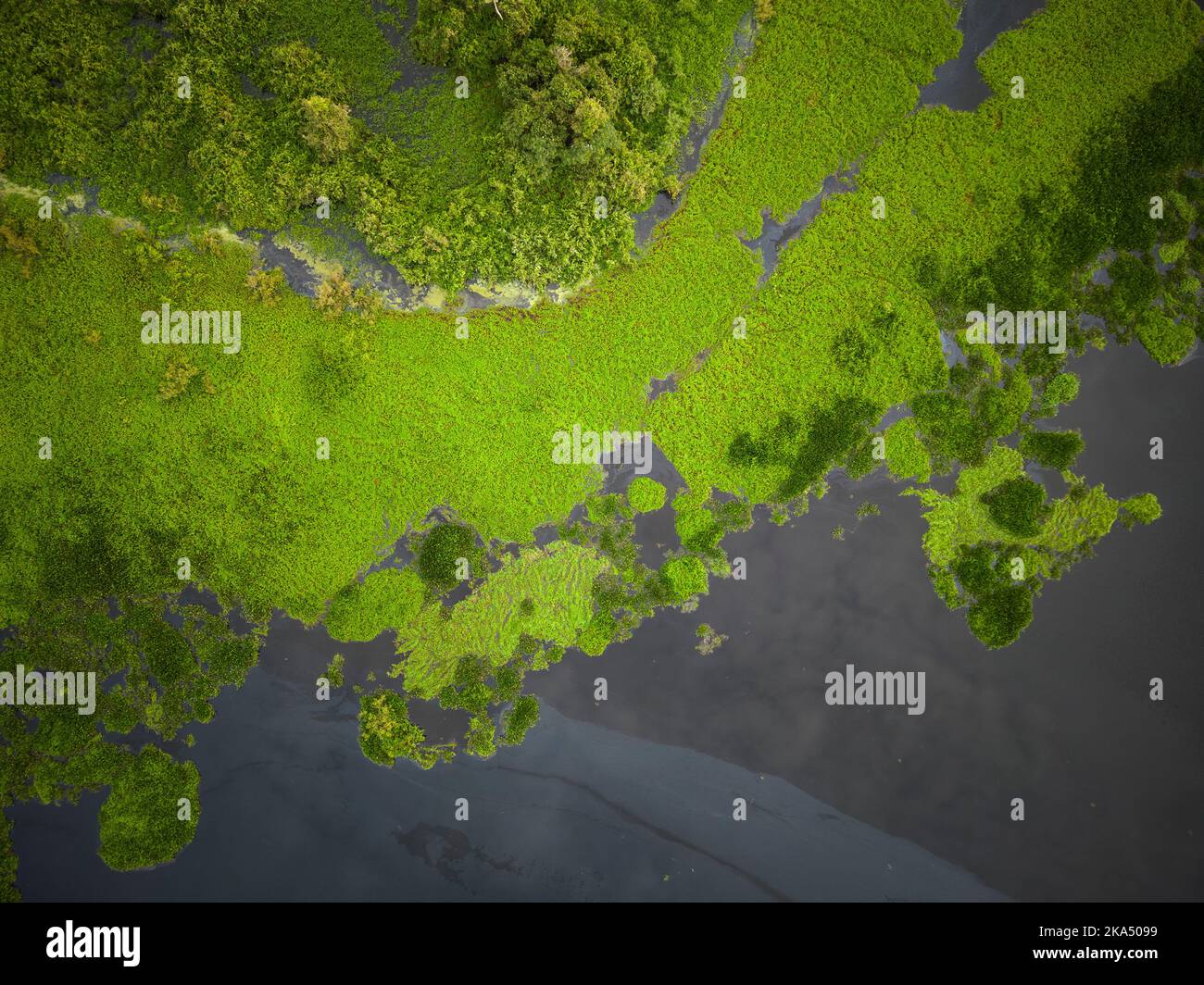 Beautiful aerial view to green wetlands in the Pantanal area Stock ...