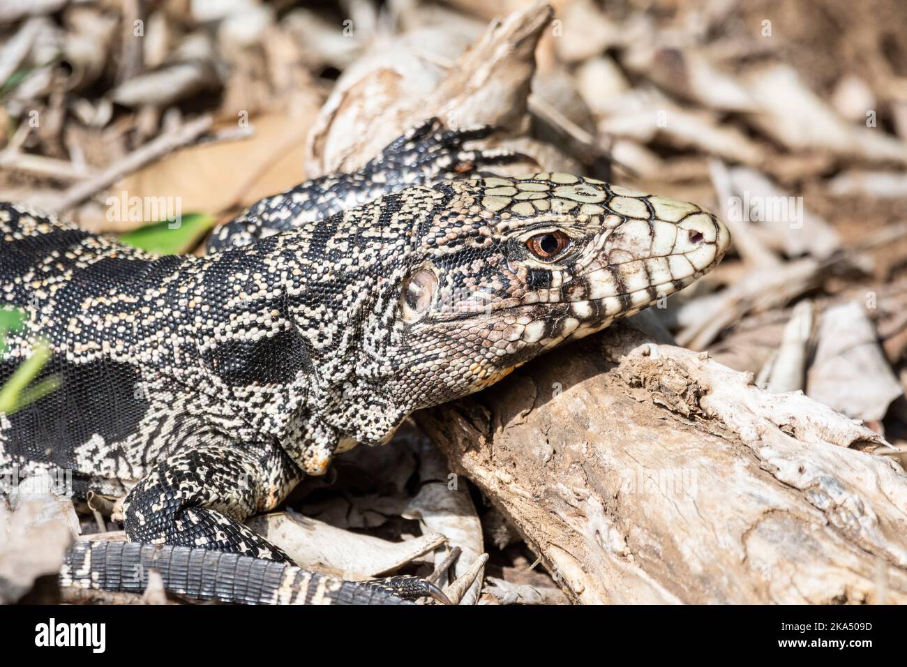Beautiful view to tegu lizard on the ground in the Pantanal Stock Photo ...