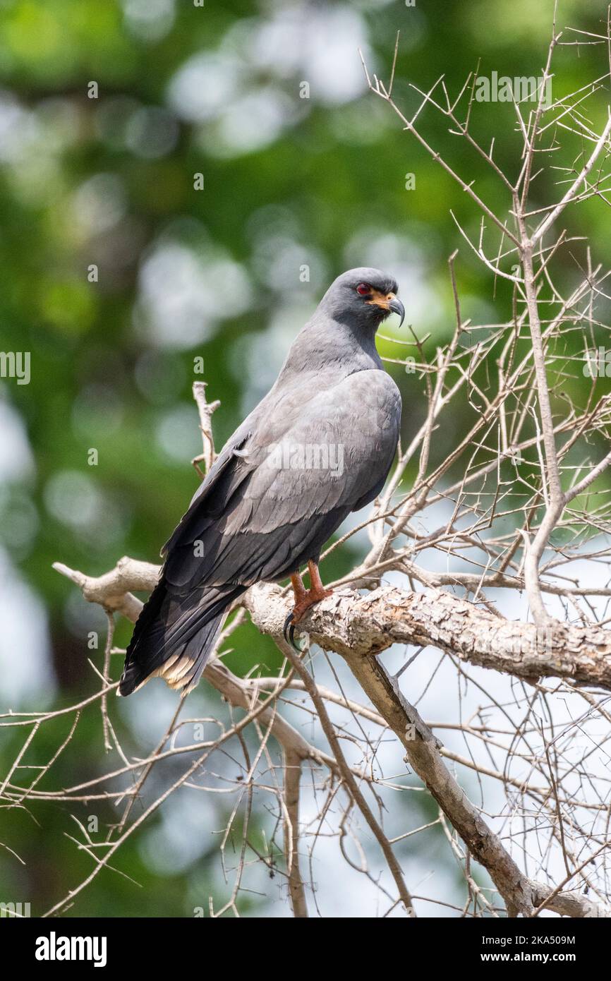 Beautiful view to black tropical hawk in the Brazilian Pantanal Stock ...