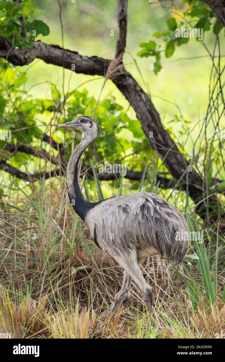 Beautiful view to rhea bird in the Brazilian Pantanal Stock Photo - Alamy