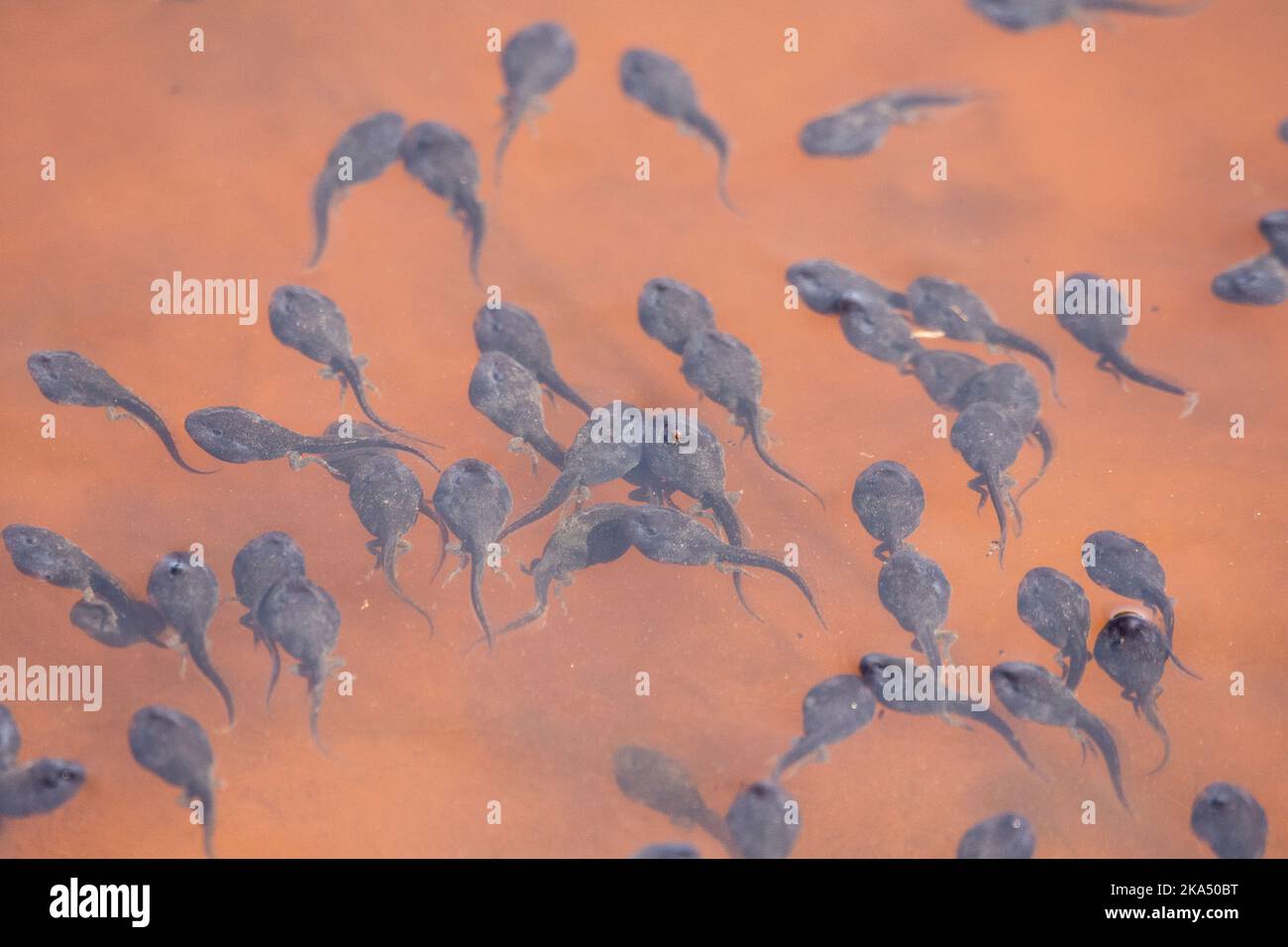 View to gathering frog tadpoles on shallow water pool Stock Photo - Alamy