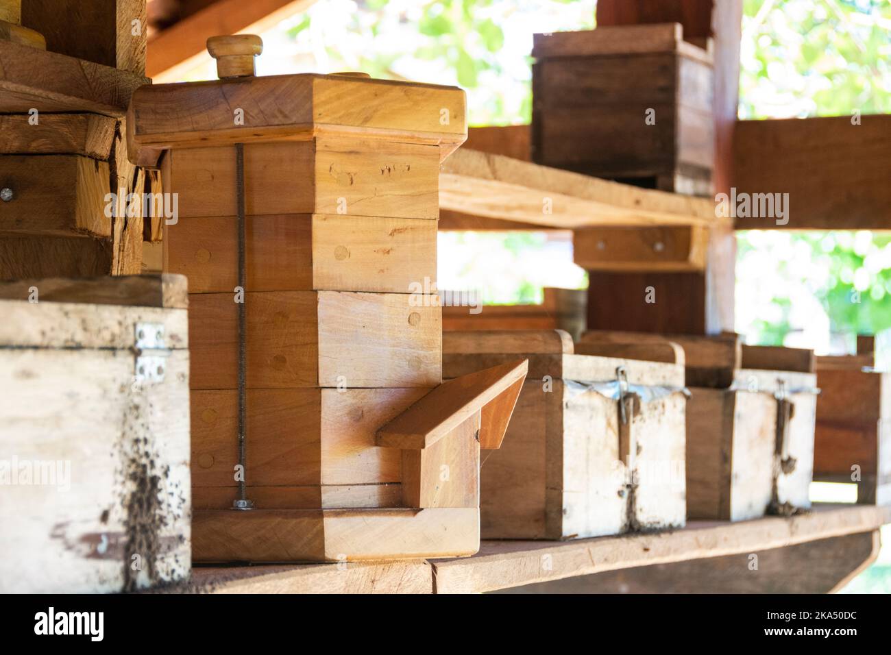 View to honey bee hives project in the Brazilian Pantanal Stock Photo ...