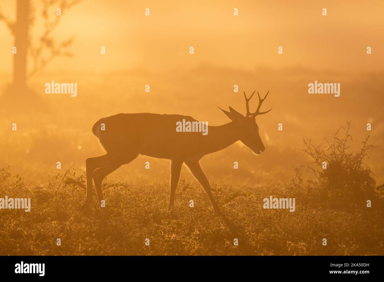 Beautiful sunrise view to Pampas Deer with backlight and morning fog ...