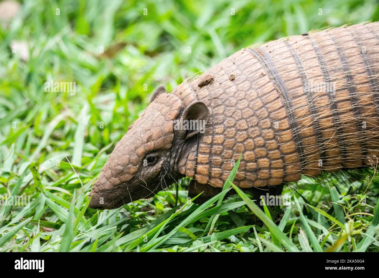 Six-banded armadillo on green grass ground Stock Photo - Alamy