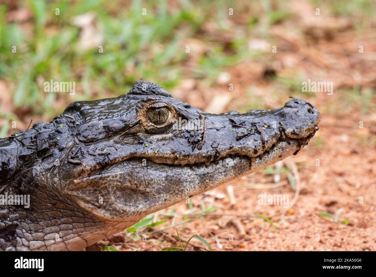Beautiful view to caiman on the ground in the Brazilian Pantanal Stock ...