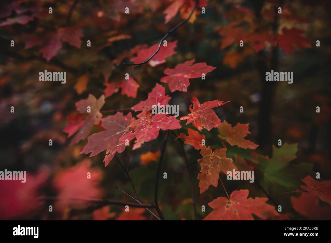 Foliage in forest hi-res stock photography and images - Alamy