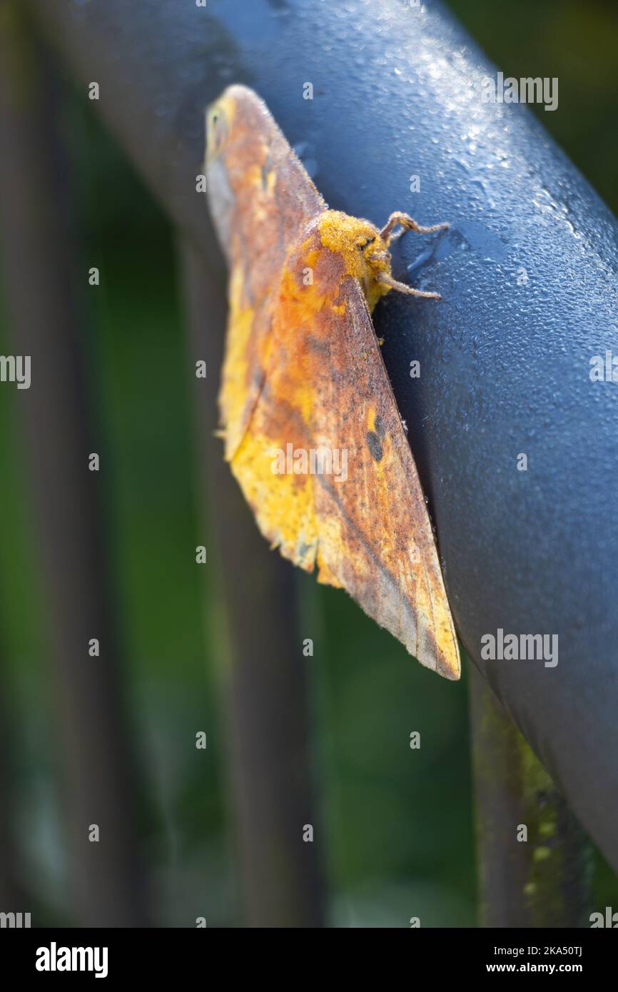 Covered in pollen butterfly hi-res stock photography and images - Alamy