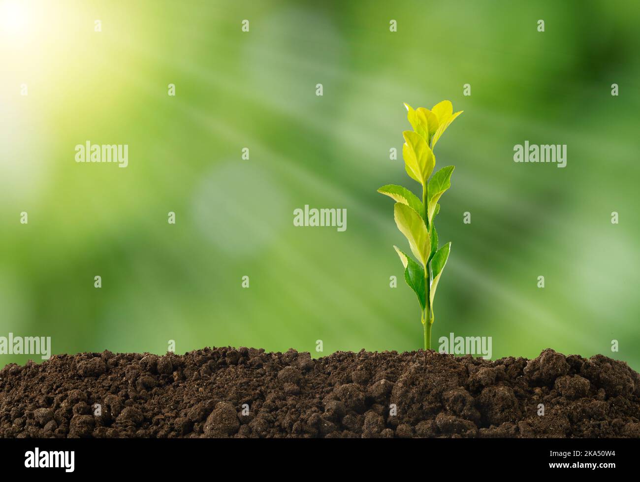 Close up photo of plant growing from soil with sun ray and light beam ...