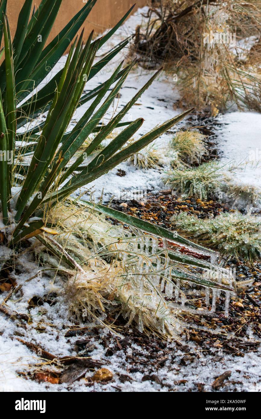 Yucca plant covered in snow, Grand Canyon National Park, Arizona Stock ...