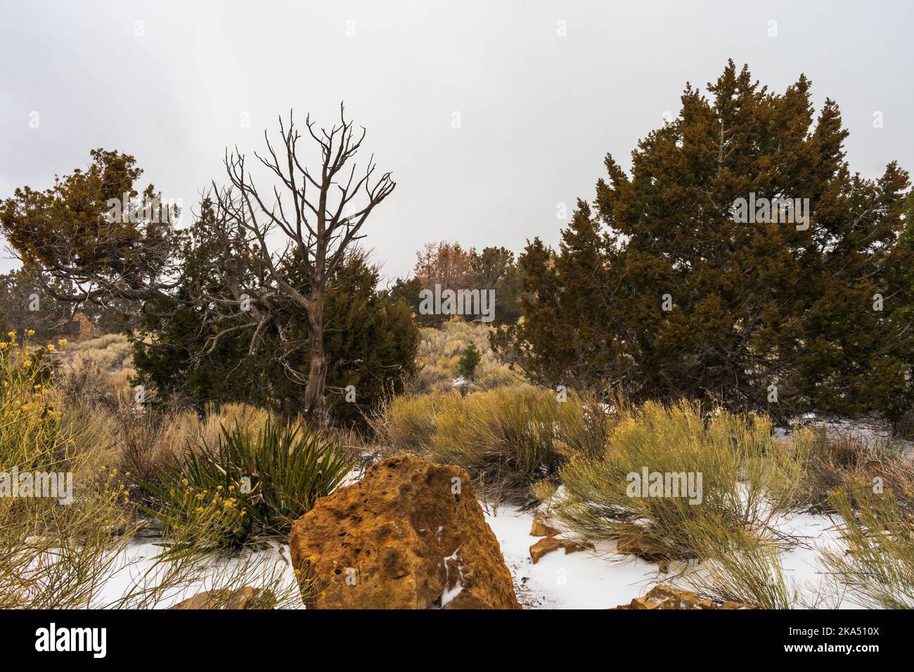 A snowy grove of trees in Grand Canyon National Park, USA Stock Photo ...