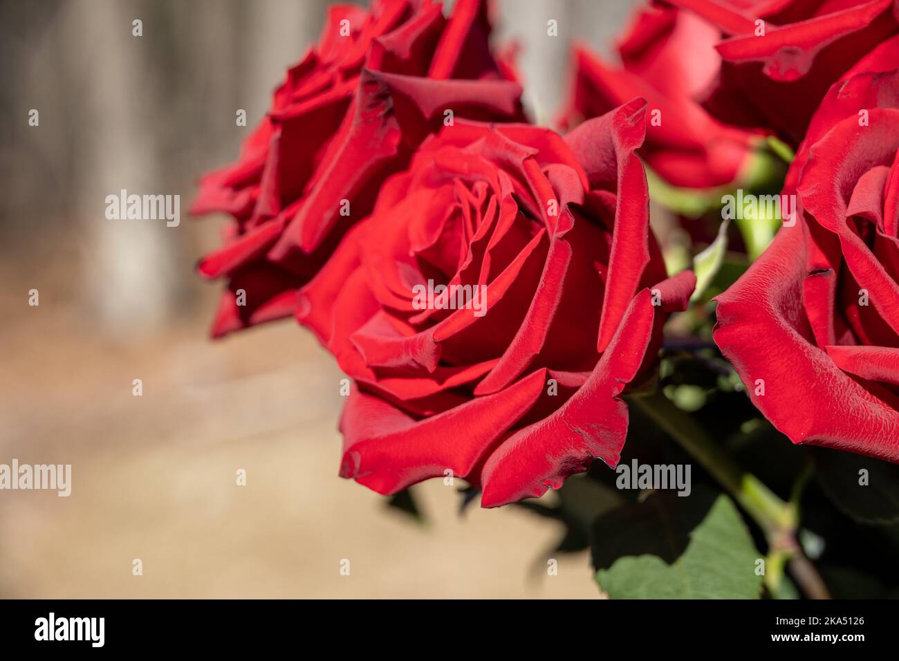 Bouquet of Large Red Roses Stock Photo - Alamy