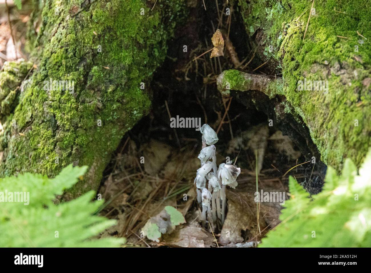 Ghost Plant (Monotropa uniflora) Growing from Between the Roots Stock ...