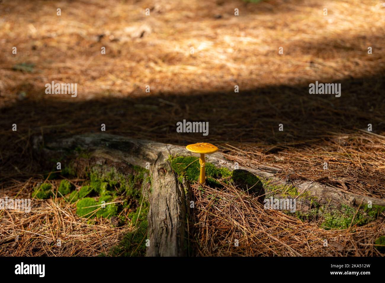 Yellow Mushroom Emerges from between Roots Stock Photo - Alamy