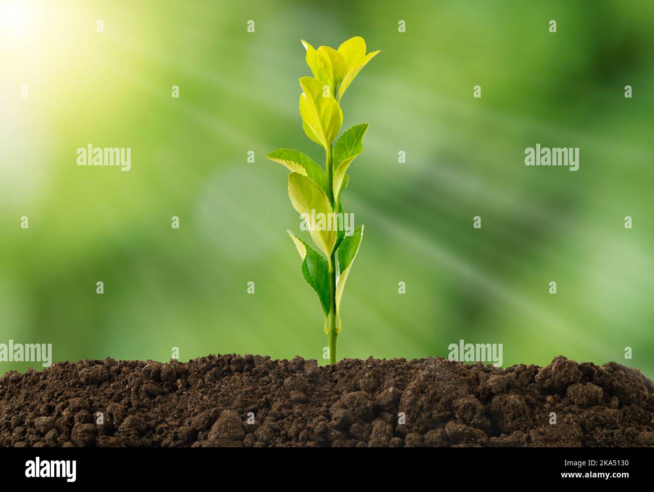 Close up photo of plant growing from soil with sun ray and light beam ...