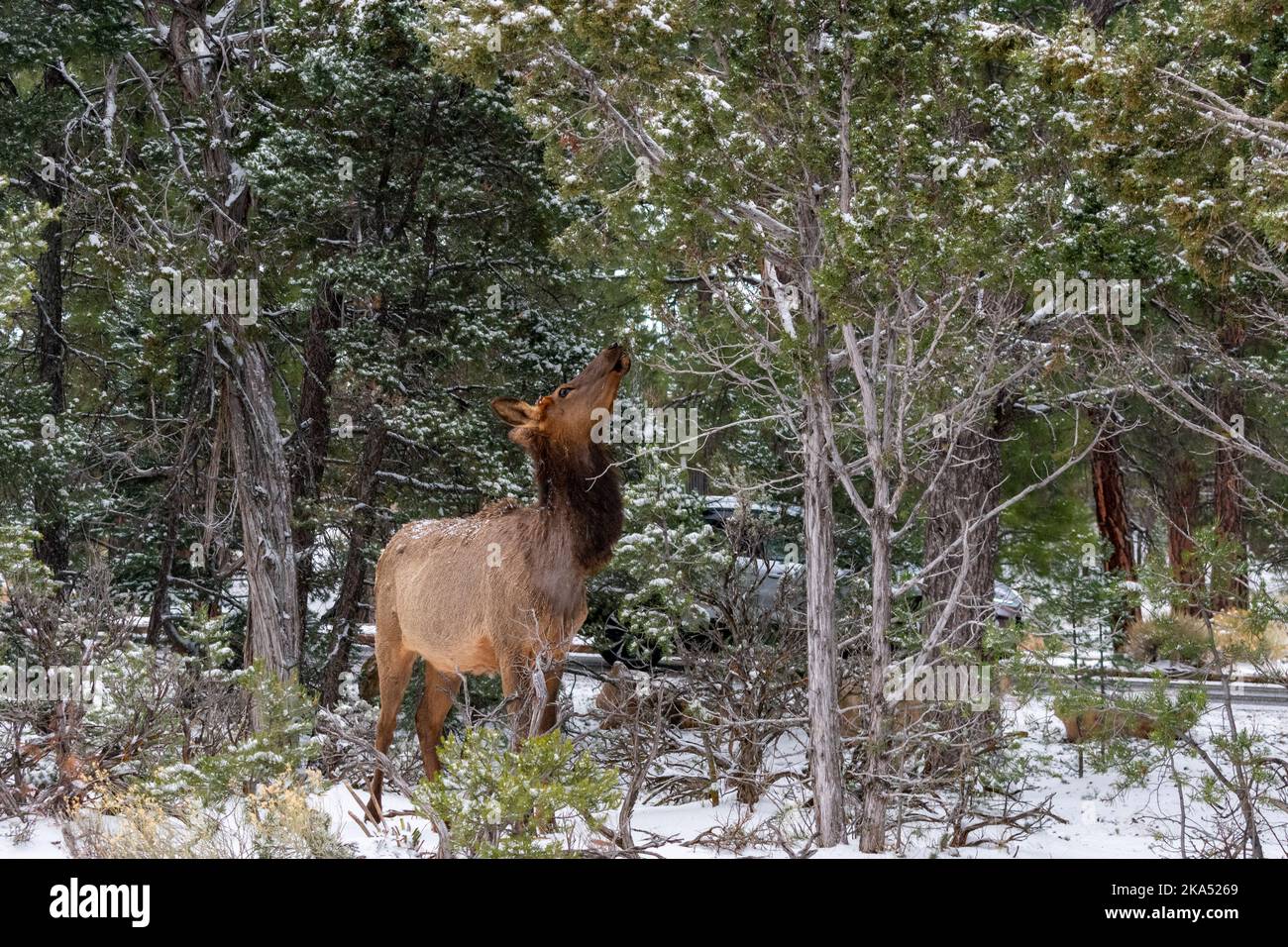 Cow elk grazing on a tree at Grand Canyon National Park Stock Photo - Alamy