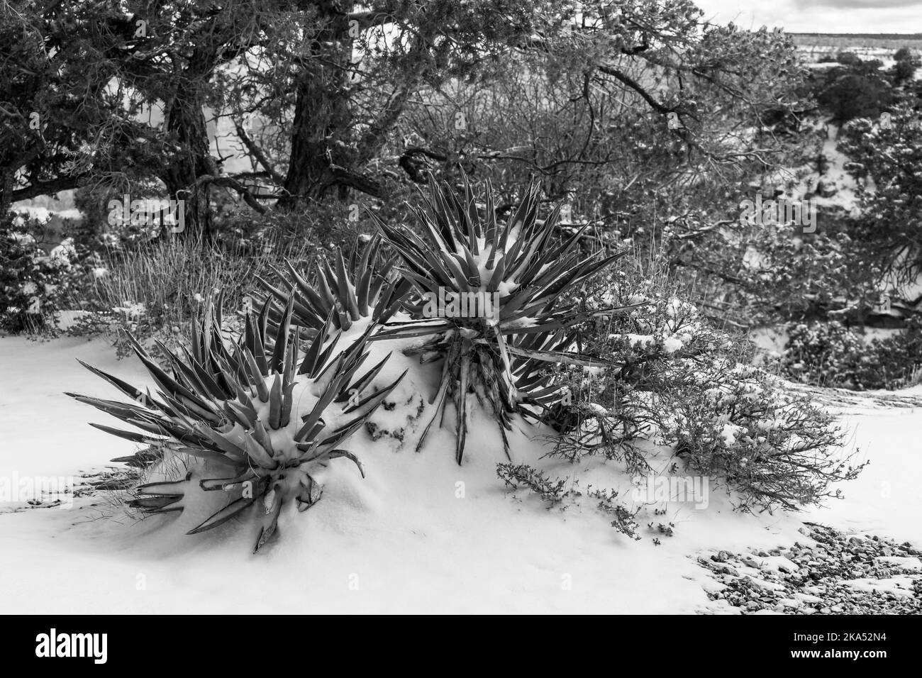 Yucca plant covered in snow, Grand Canyon National Park, Arizona Stock ...