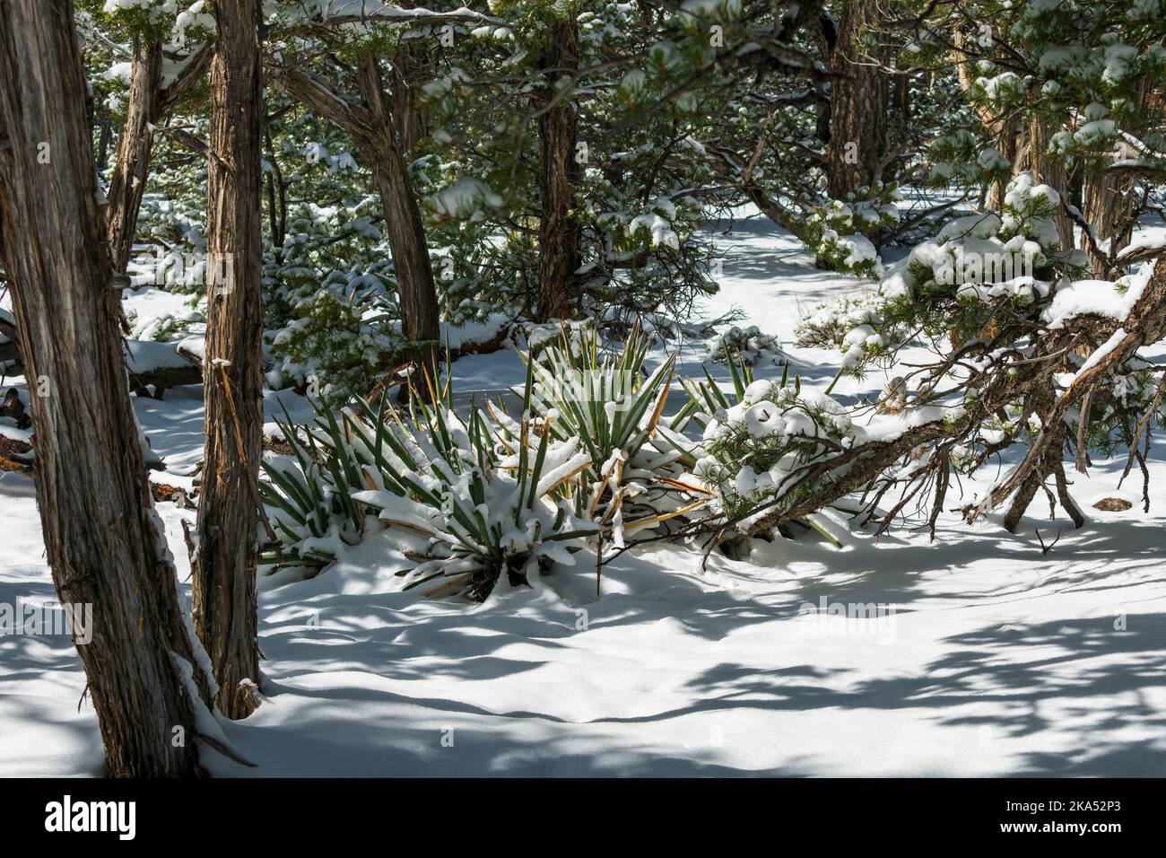Yucca plant covered in snow, Grand Canyon National Park, Arizona Stock ...