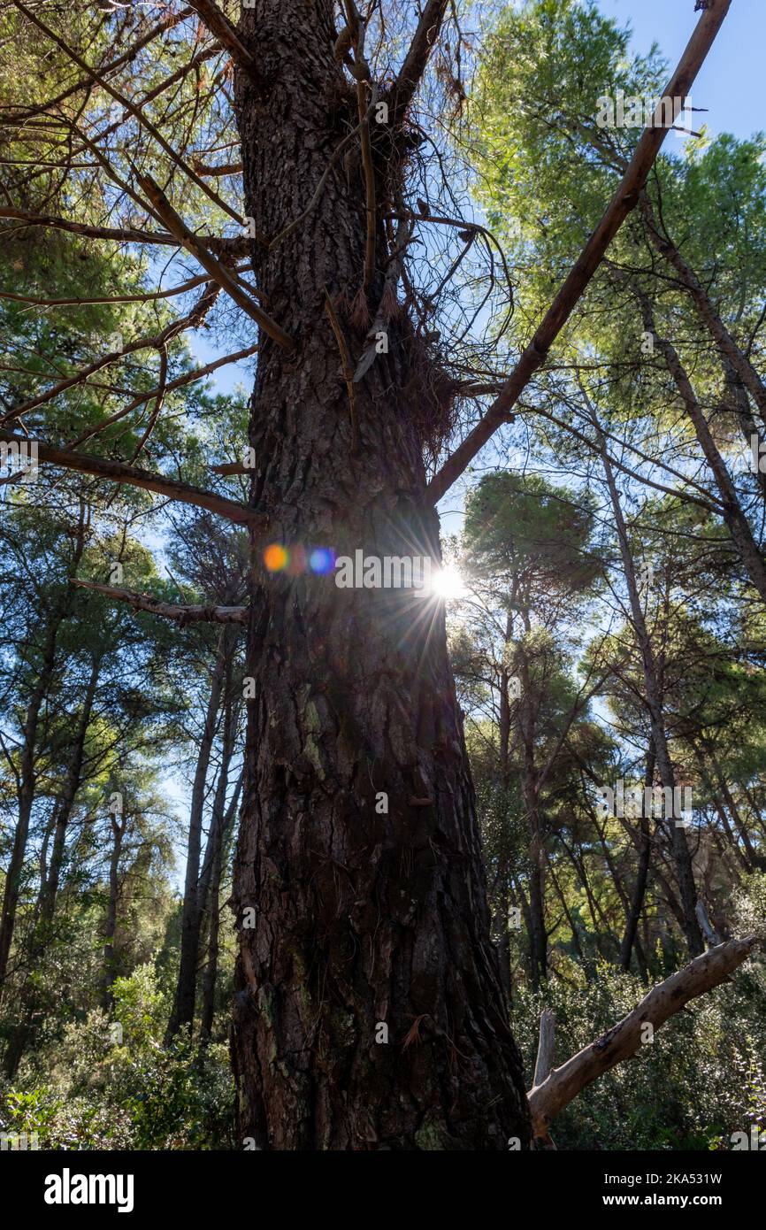 Sun light peeping through the side of a tree trunk in a pine wood Stock ...