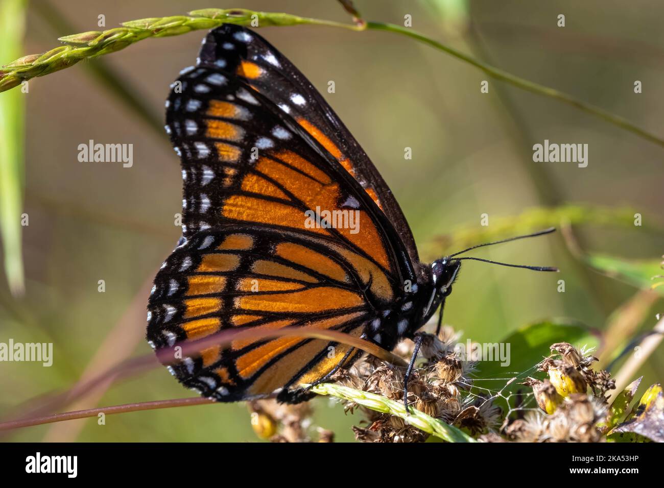 Viceroy Butterfly Vs Monarch