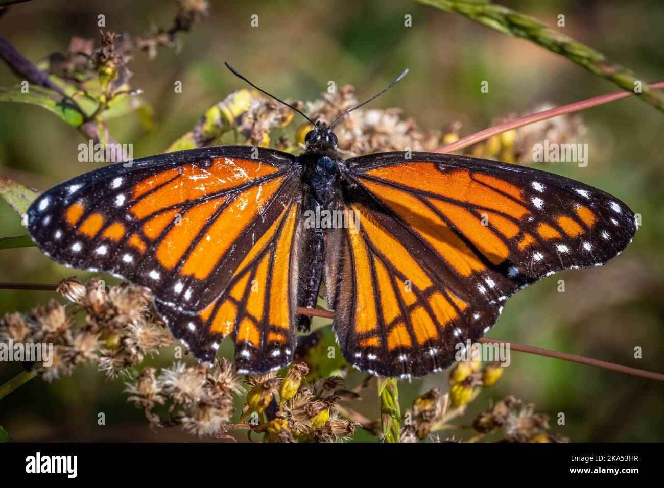 Top view of a Viceroy (Limenitis archippus) butterfly, which is a ...