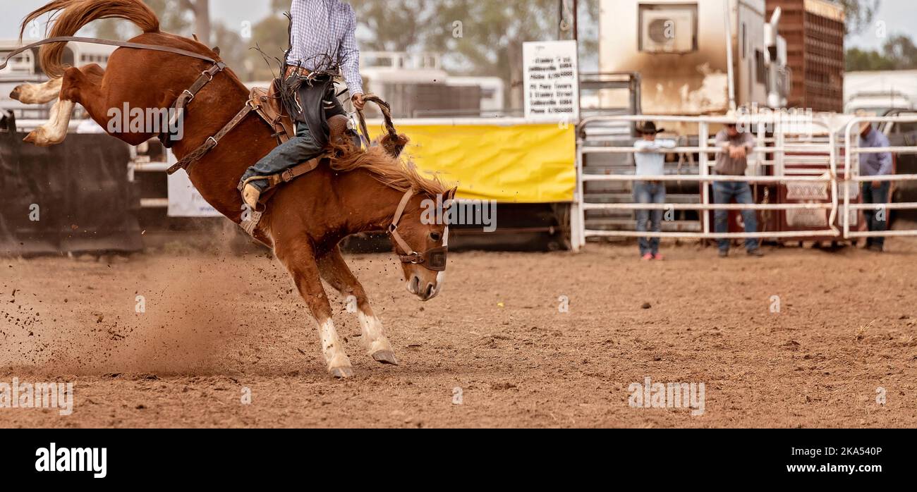 Cowboy riding a bucking saddle bronc at a country rodeo Australia Stock ...