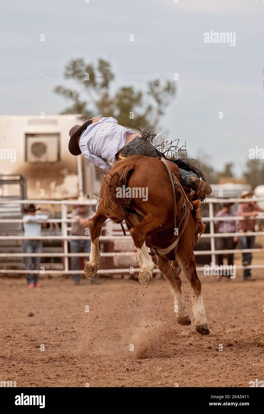 Cowboy riding a bucking saddle bronc at a country rodeo Australia Stock ...