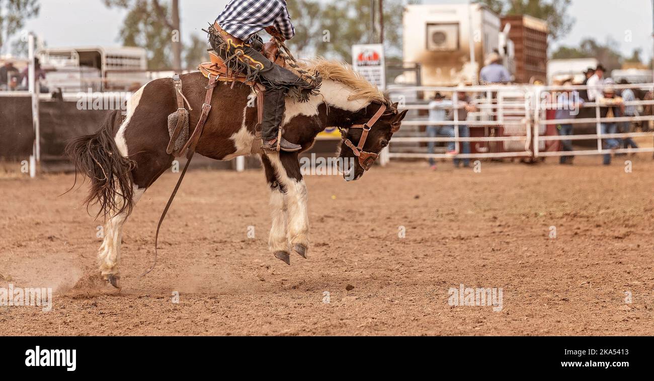 Cowboy riding a bucking saddle bronc at a country rodeo Australia Stock ...