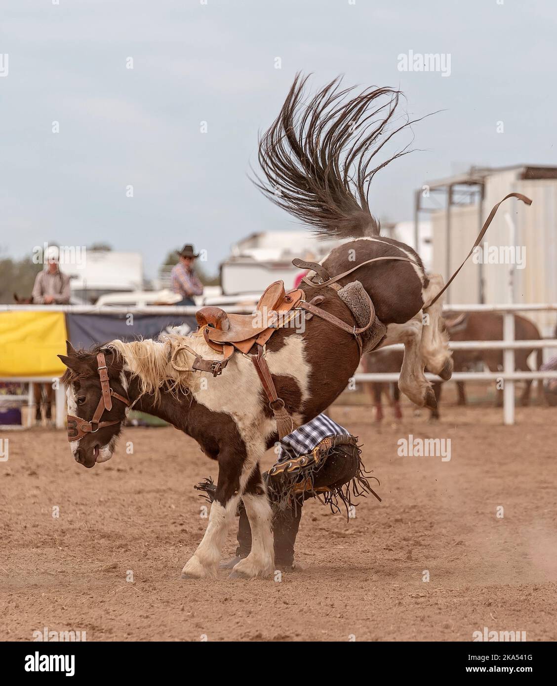 Cowboy riding a bucking saddle bronc at a country rodeo Australia Stock ...