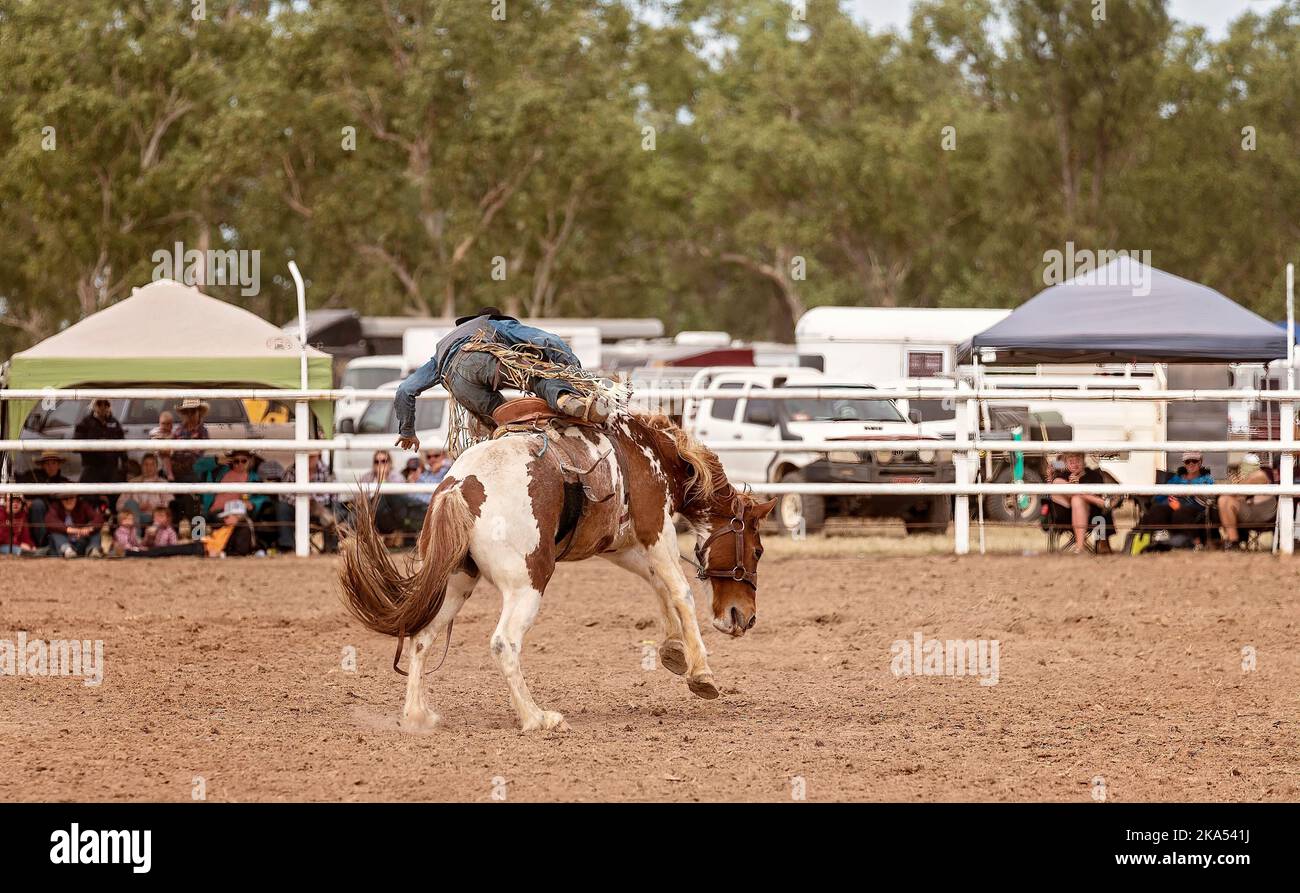 Cowboy riding a bucking saddle bronc at a country rodeo Australia Stock ...