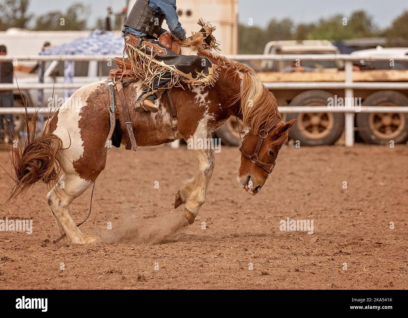 Cowboy riding a bucking saddle bronc at a country rodeo Australia Stock ...