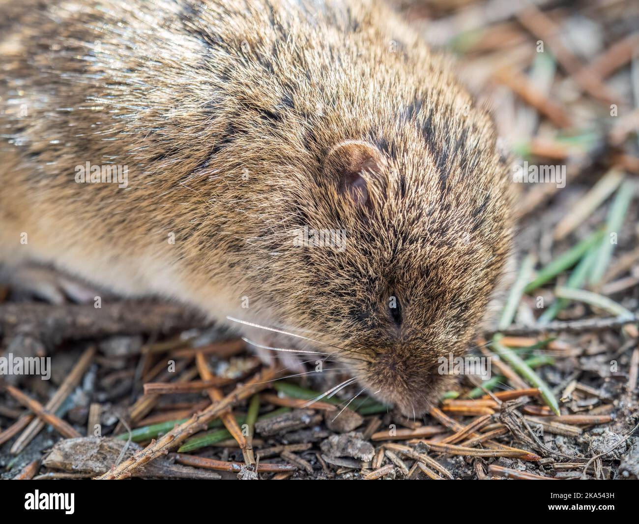 A closeup of a Common vole on the ground with a blurry background ...