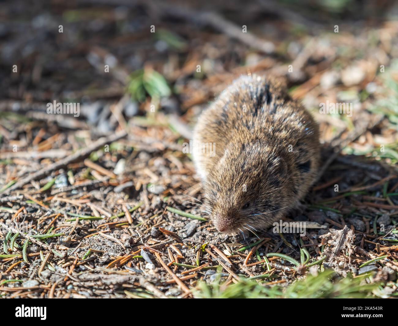 A closeup of a Common vole on the ground with a blurry background ...