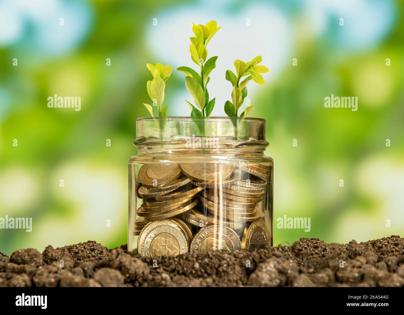 Close up photo of glass jae full of coins and growing plant inside as a ...