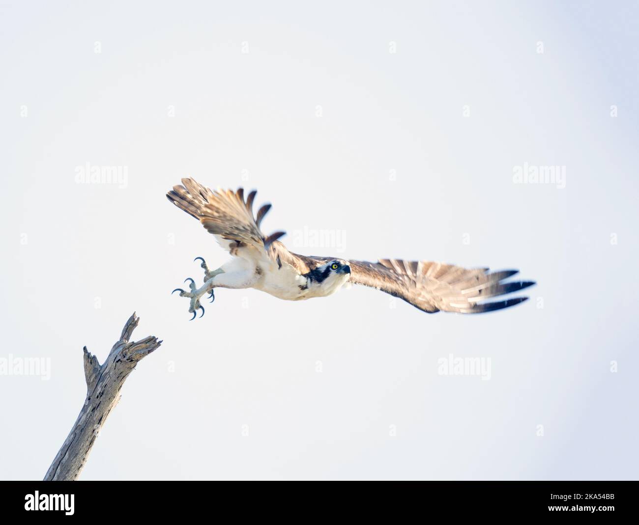 Osprey Flying from Perch Stock Photo - Alamy