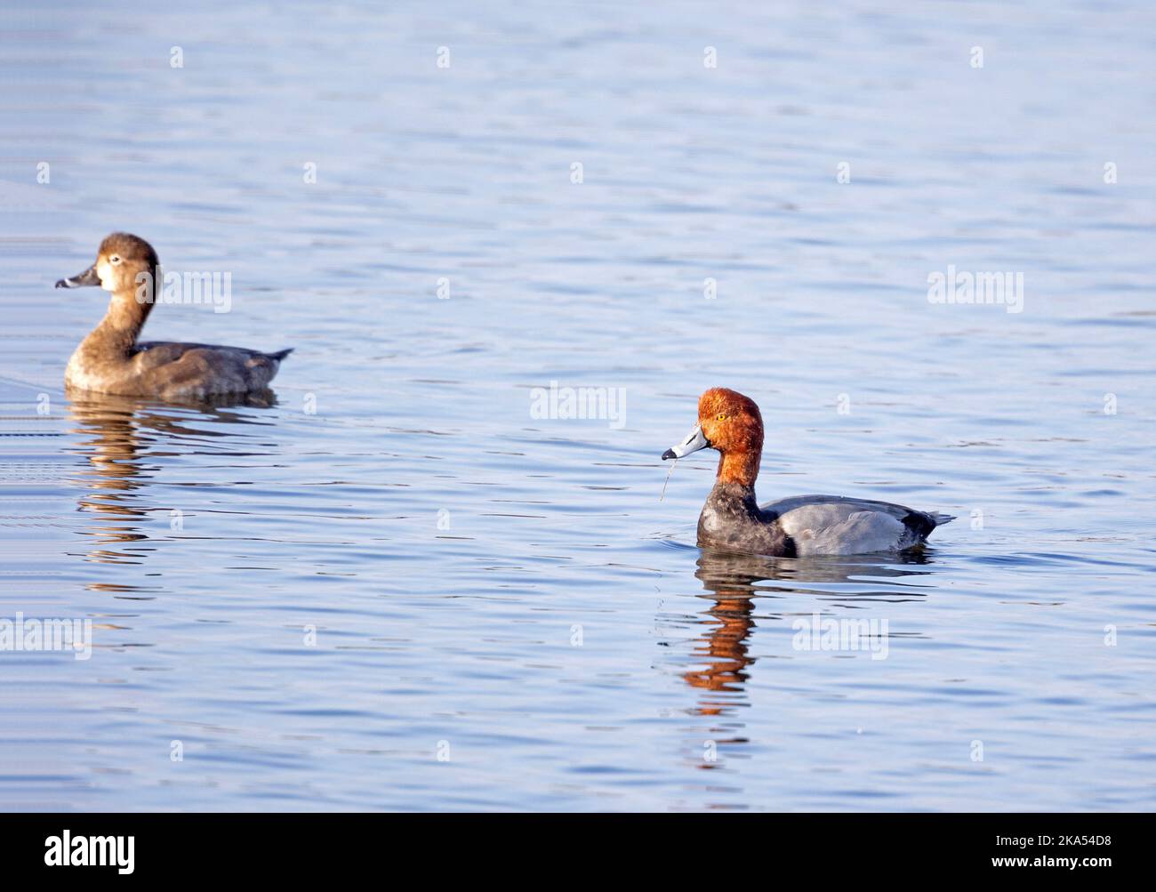 Redhead Duck Male Stock Photo - Alamy