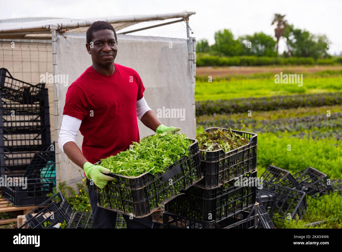 Farmer stocking boxes with green mizuna on the field Stock Photo - Alamy
