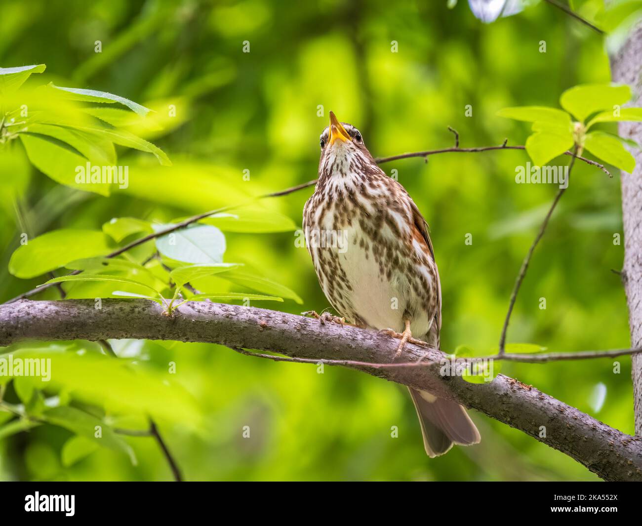 Wood bird Redwing, Turdus iliacus, sits on tree branch. Small thrush ...