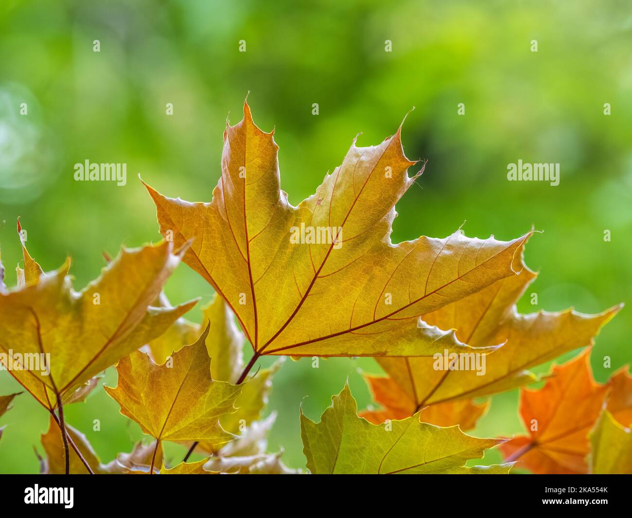 Tree branch with dark red leaves, Acer platanoides, the Norway maple ...
