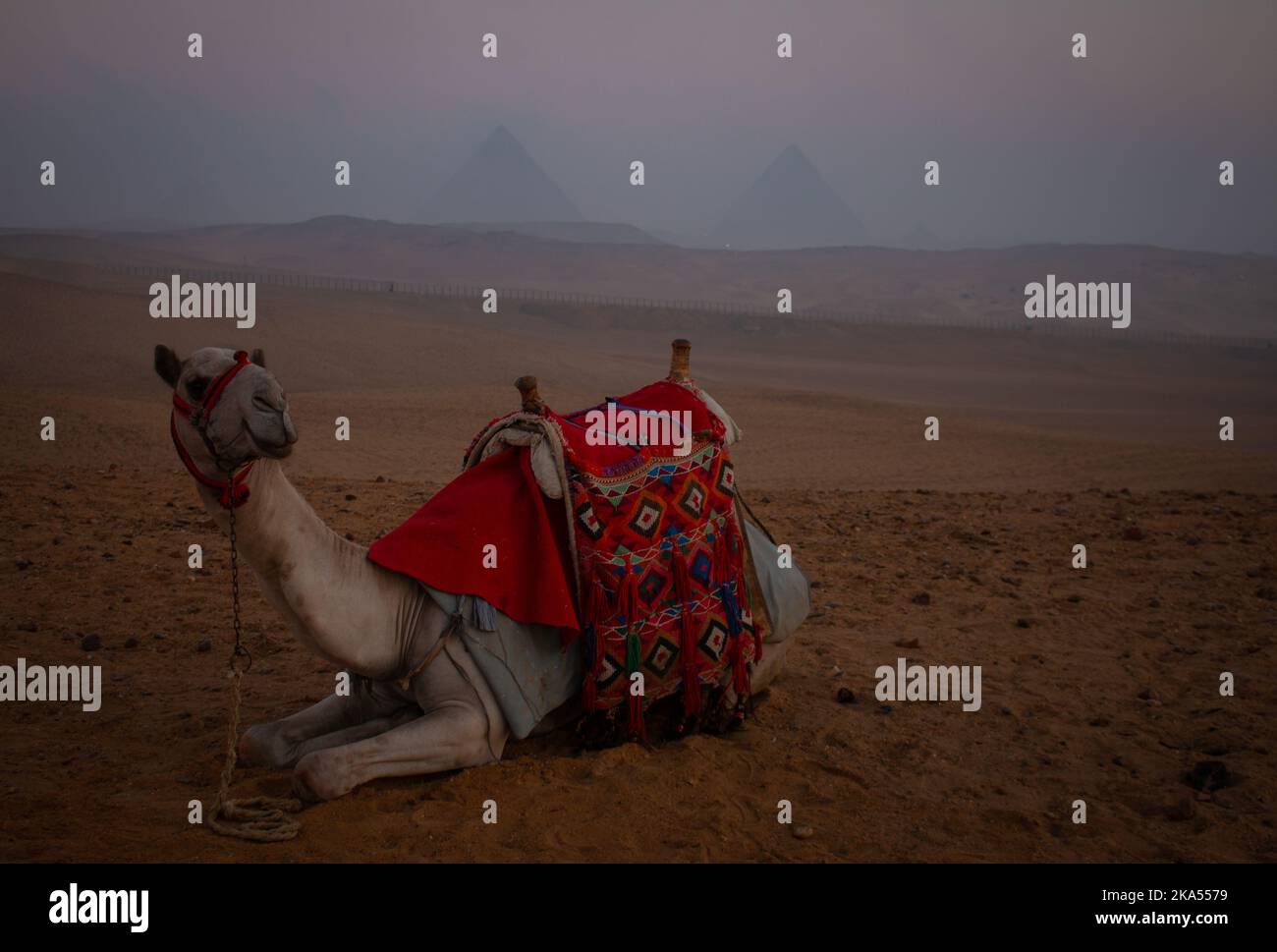A camel in front of the Pyramids of Giza at sunrise, Cairo, Egypt Stock Photo - Alamy