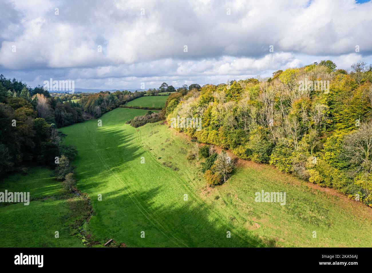 Devon forests hi-res stock photography and images - Alamy