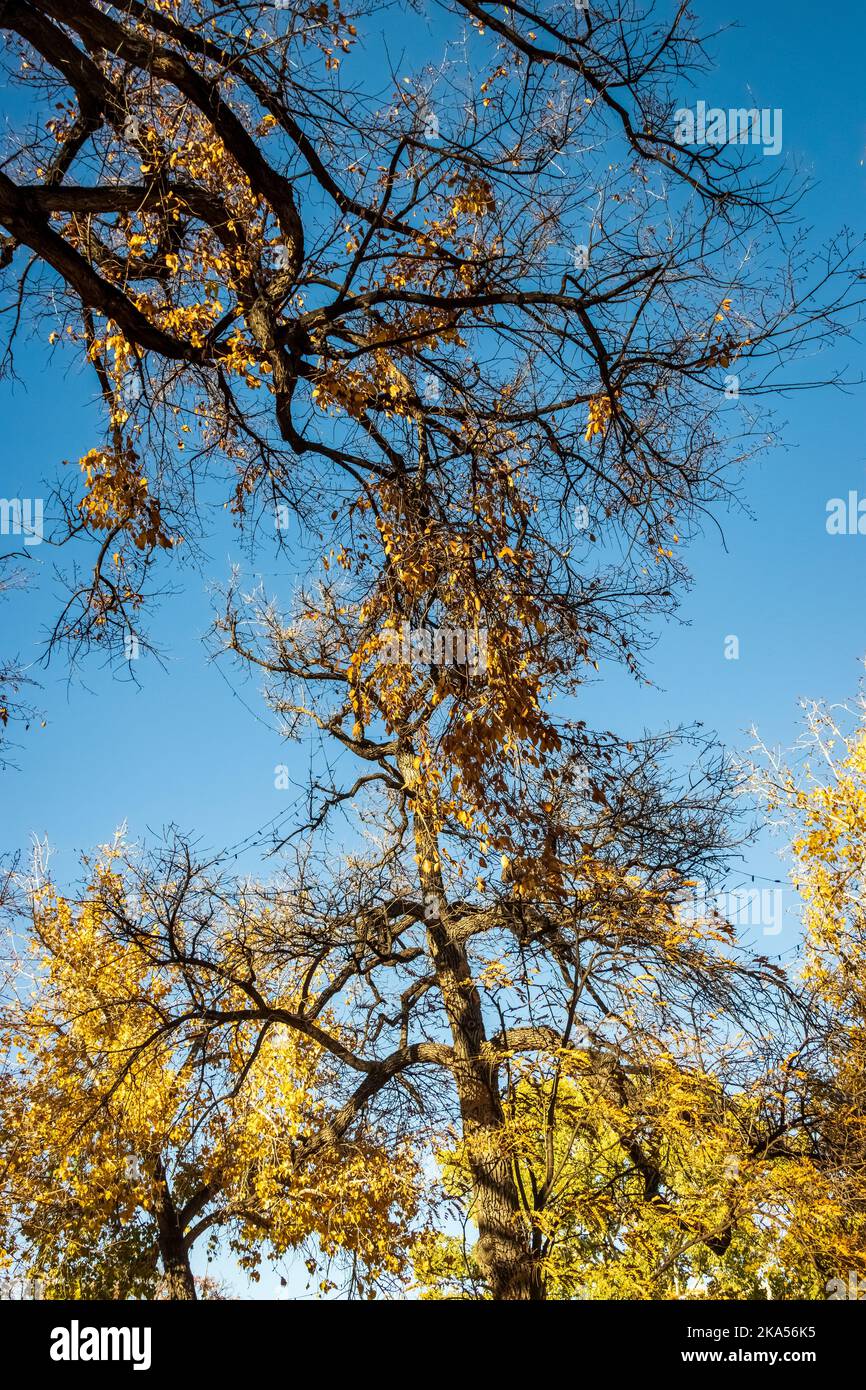 Trees and branches losing their autumn leaves Stock Photo - Alamy
