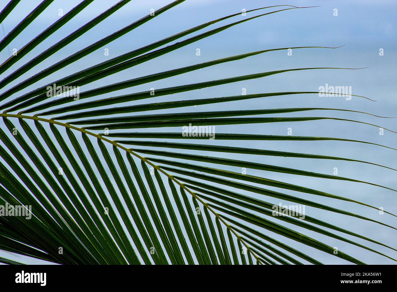 Palm Tree Leaves Stock Photo - Alamy