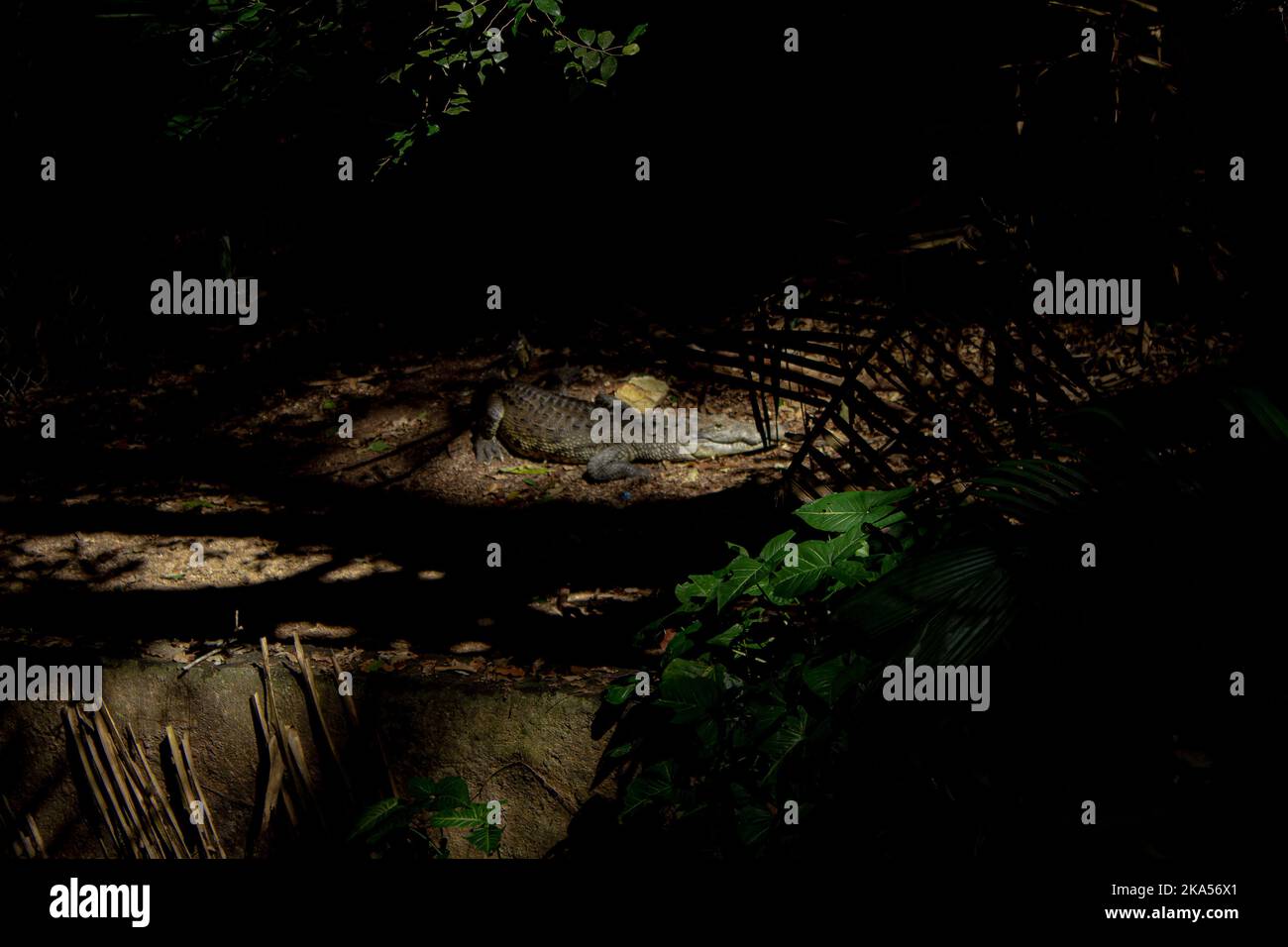 Prehistoric alligator hi-res stock photography and images - Alamy