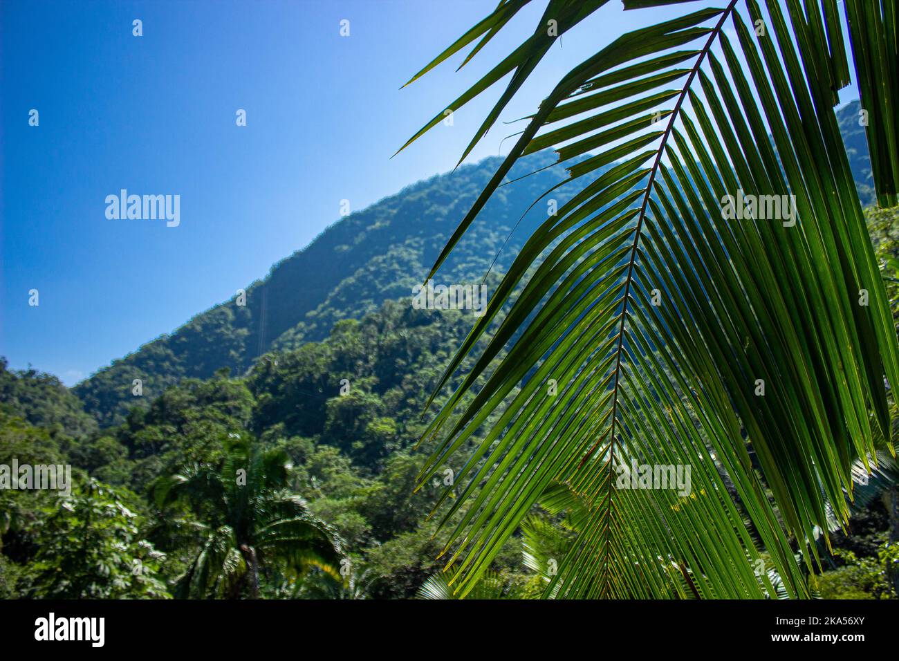 Untouched ecosystem hi-res stock photography and images - Alamy