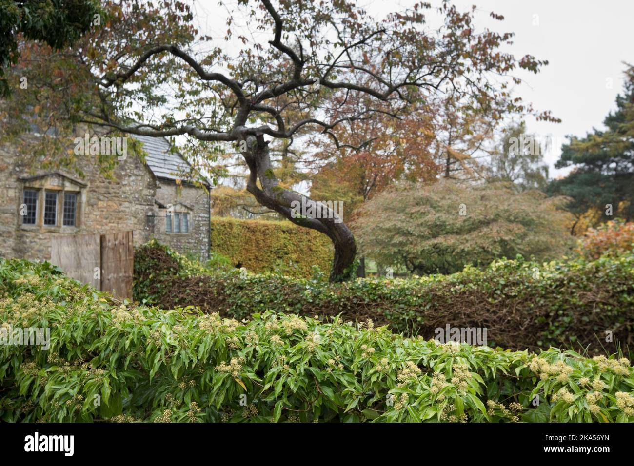 Curved tree in Grinton, North Yorkshire, England, United Kingdom Stock ...
