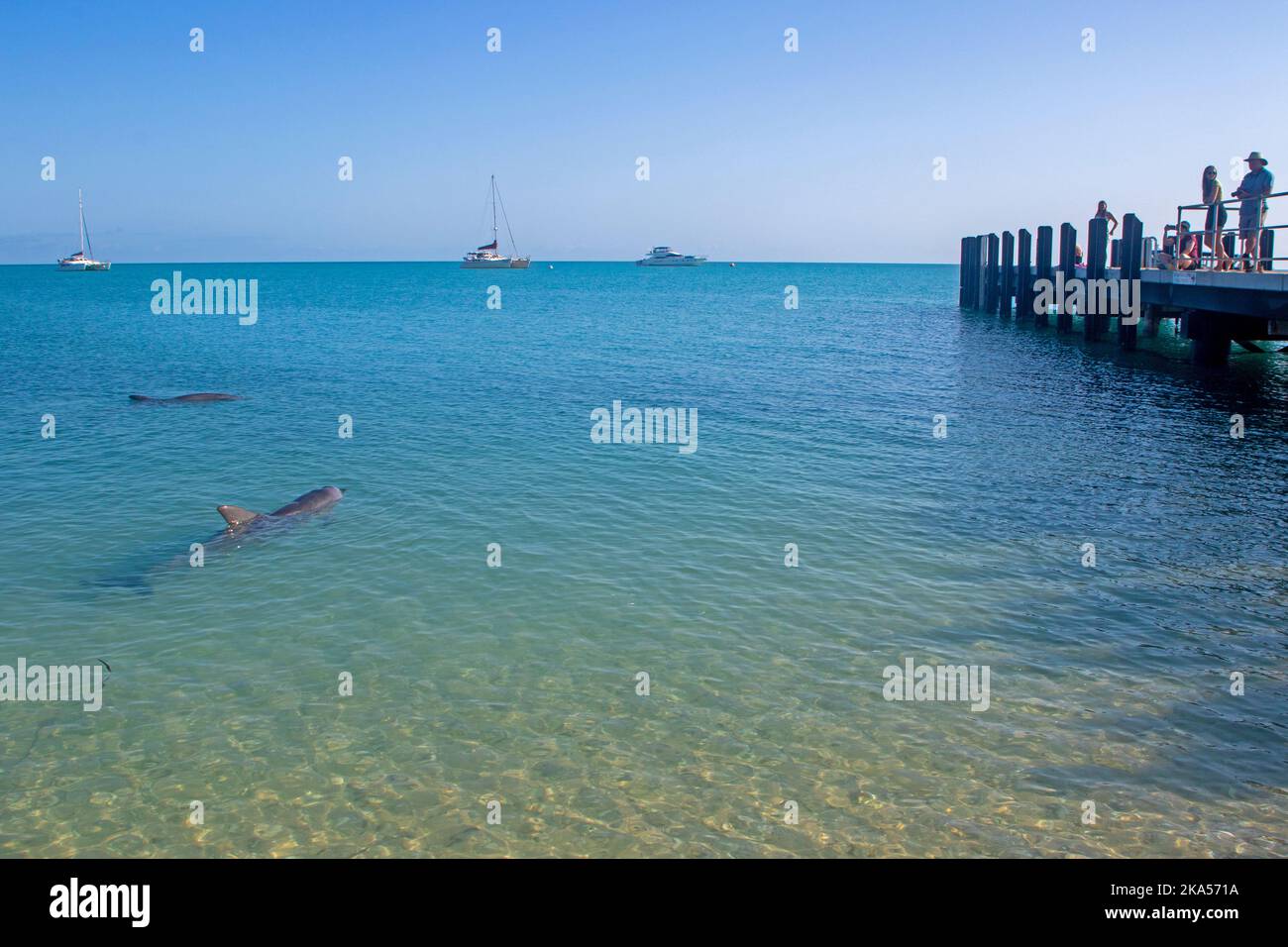 Bottlenose dolphins at Monkey Mia Stock Photo - Alamy