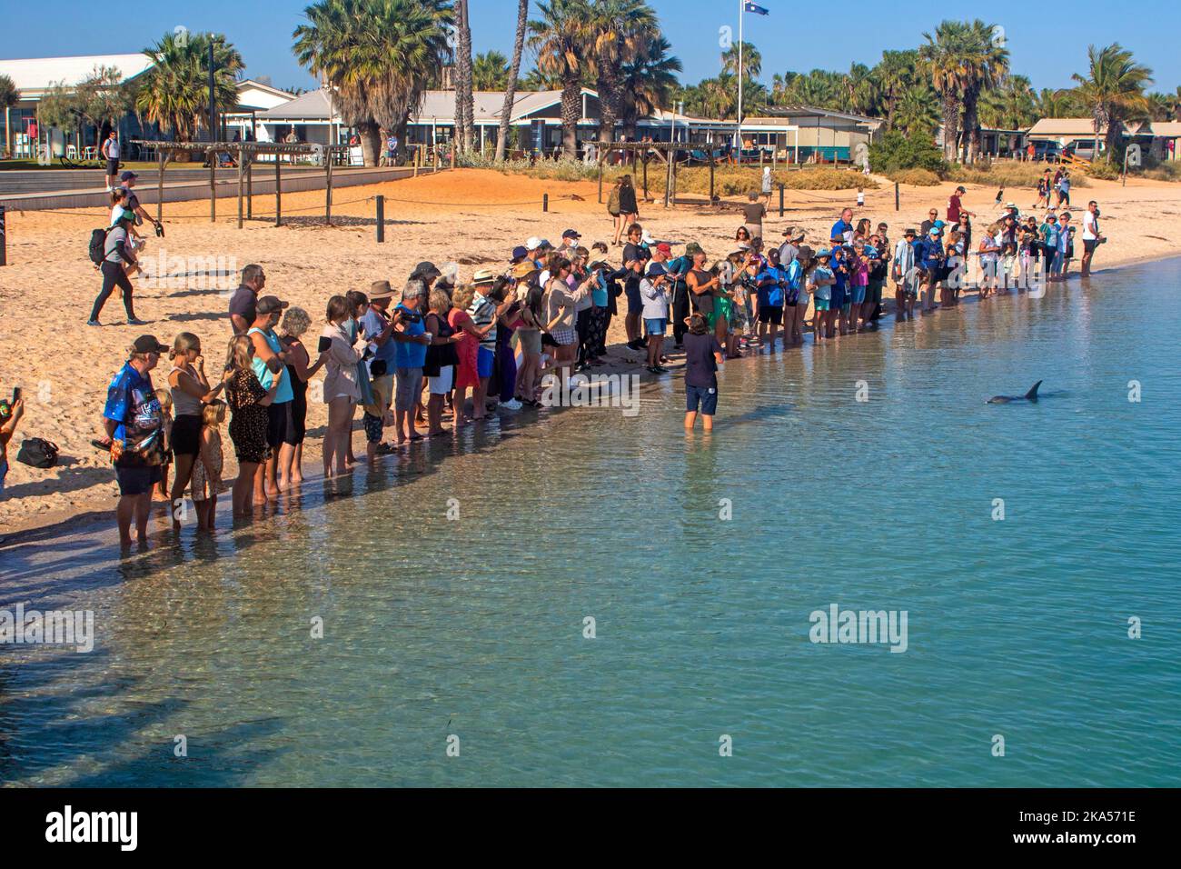 Dolphin feeding at Monkey Mia Stock Photo - Alamy
