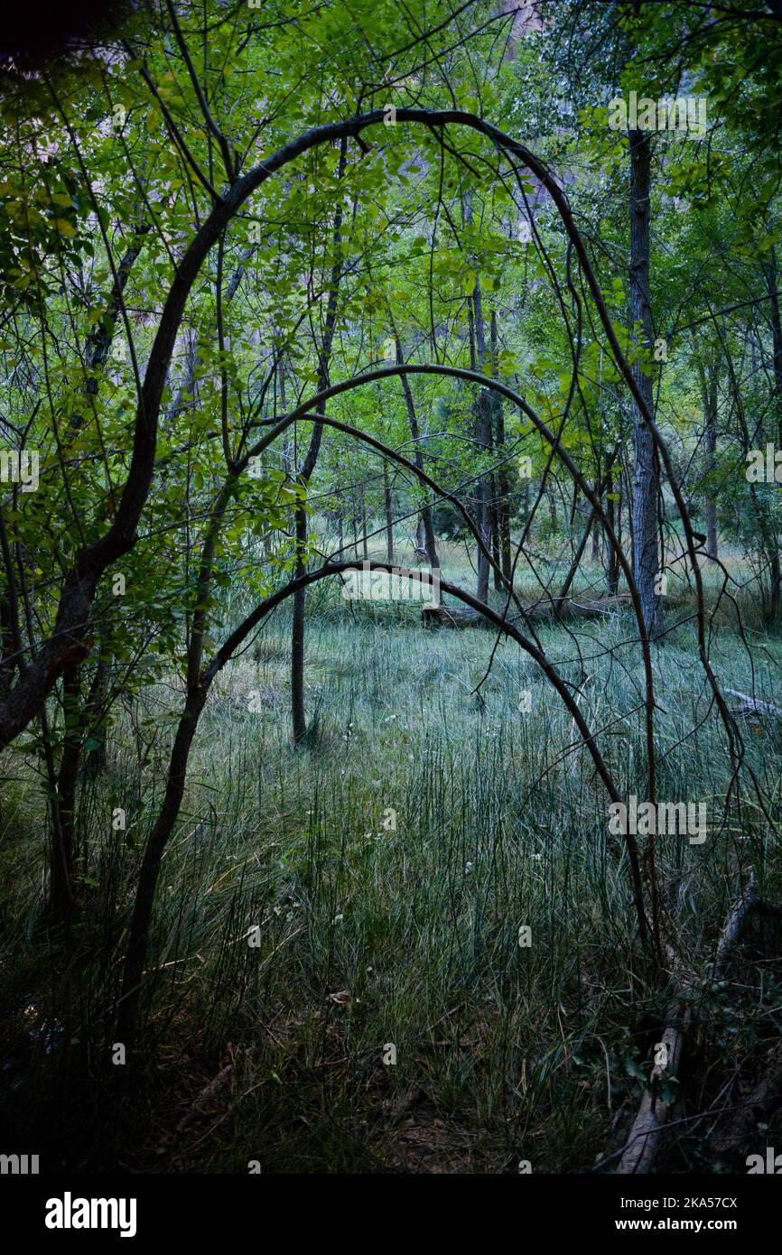 Tree arches in Zion National Park, Utah Stock Photo - Alamy