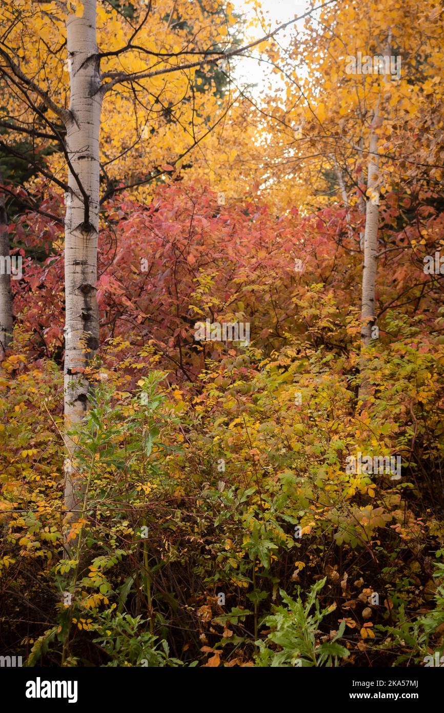 Fall in Colorado provides indescribable moments that can only be ...